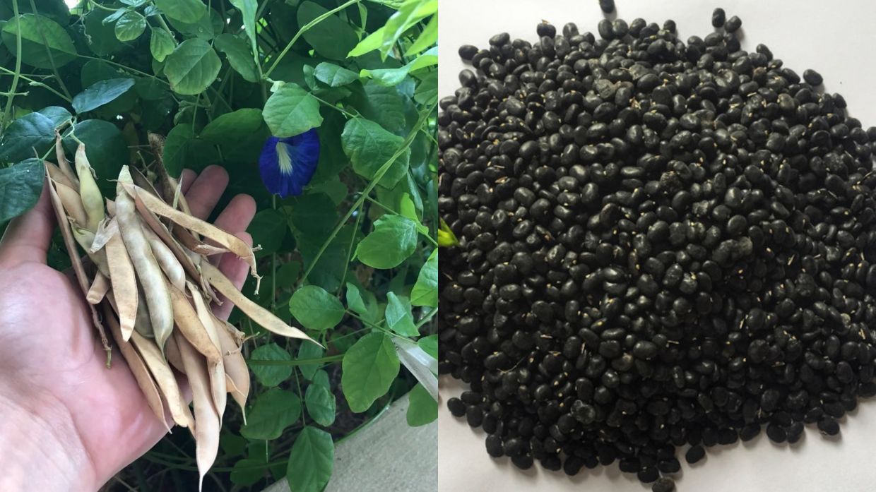 Menarik dan banyak manfaat. Ini 4 cara mudah tanam bunga telang ...